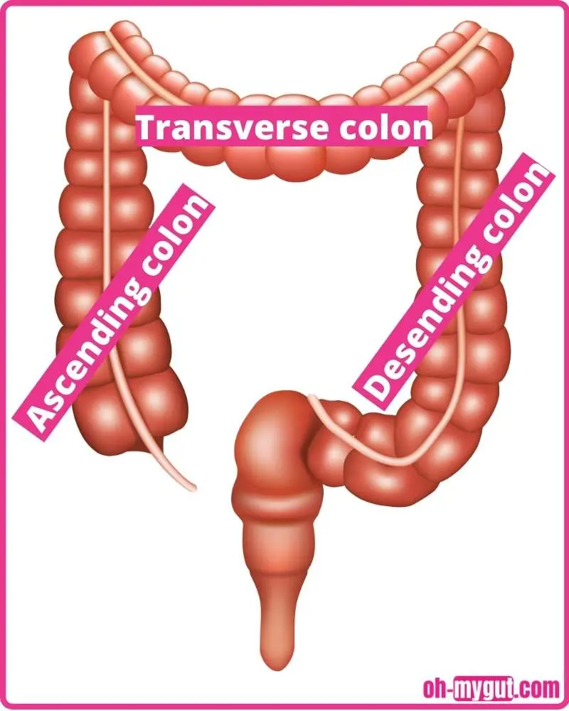 Ascending Colon Pain Location Symptoms Similar Conditions Oh My Gut